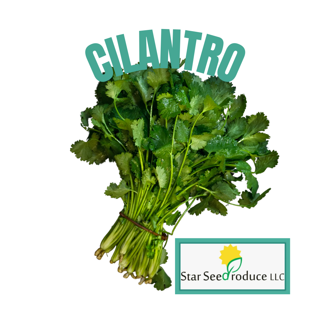 Cilantro – Starseed Store