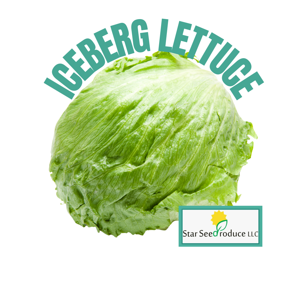 Iceberg Lettuce, Cello Wrapped – Starseed Store