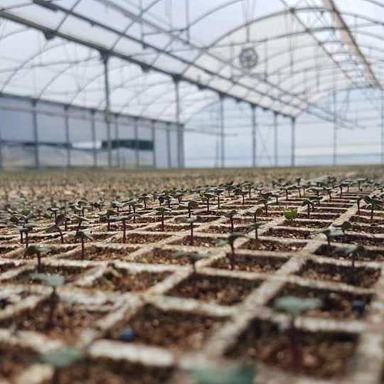 Starseed Produce Store – Starseed Store