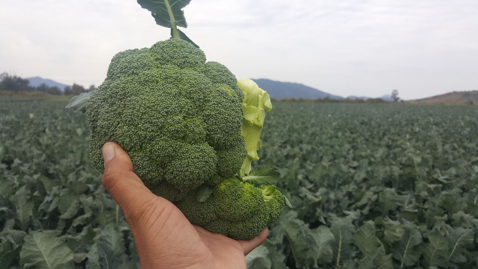 Starseed Produce Store – Starseed Store